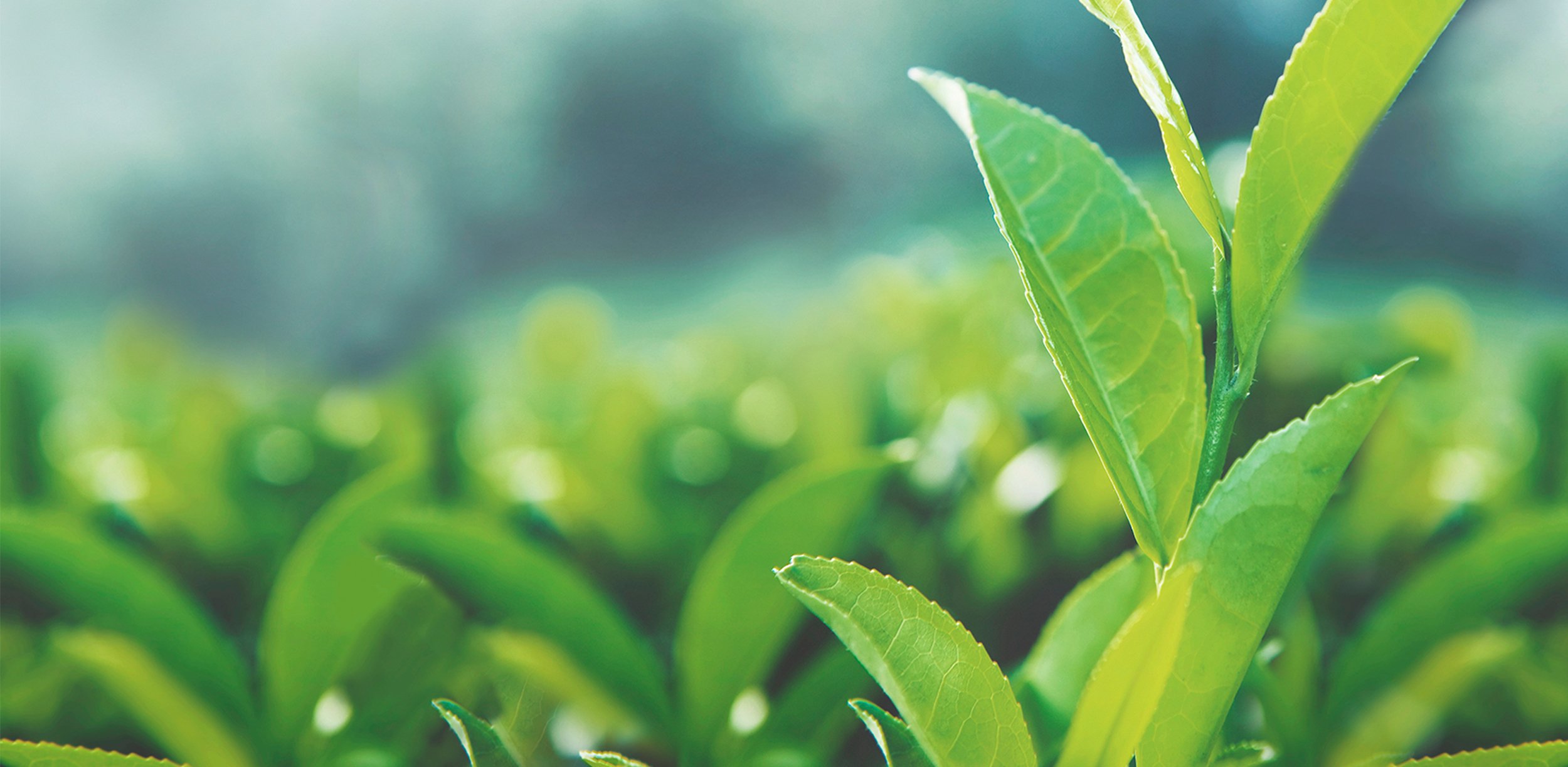 BFAP – Data Driven Insight